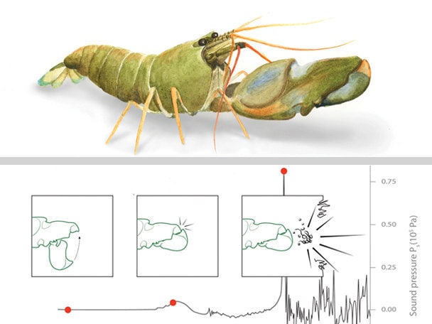 Pistol Shrimp (snapping Shrimp) - 8 X 10 Print - Etsy