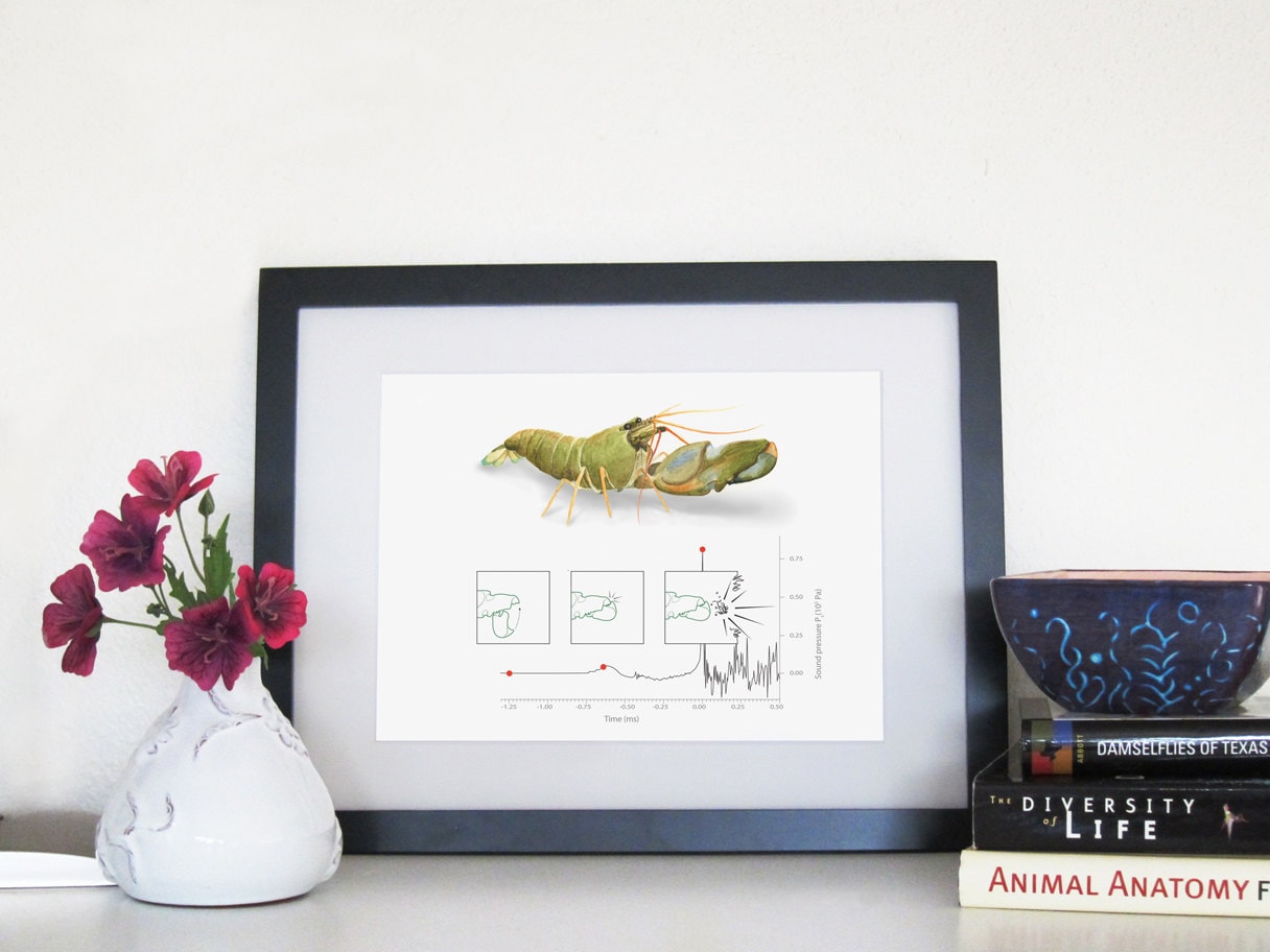 Pistol Shrimp (snapping Shrimp) - 8 X 10 Print - Etsy