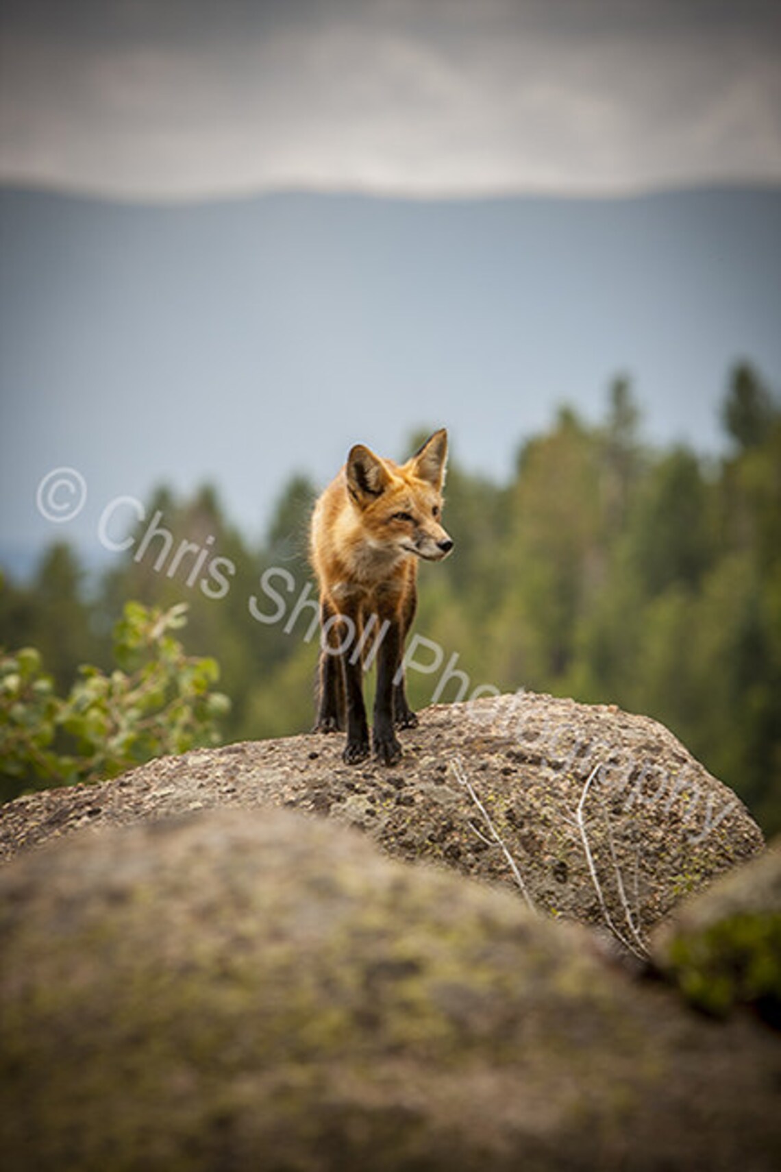 Mountain Top Fox , Fine Art Photography, Nature, Colorado, Photograph ...
