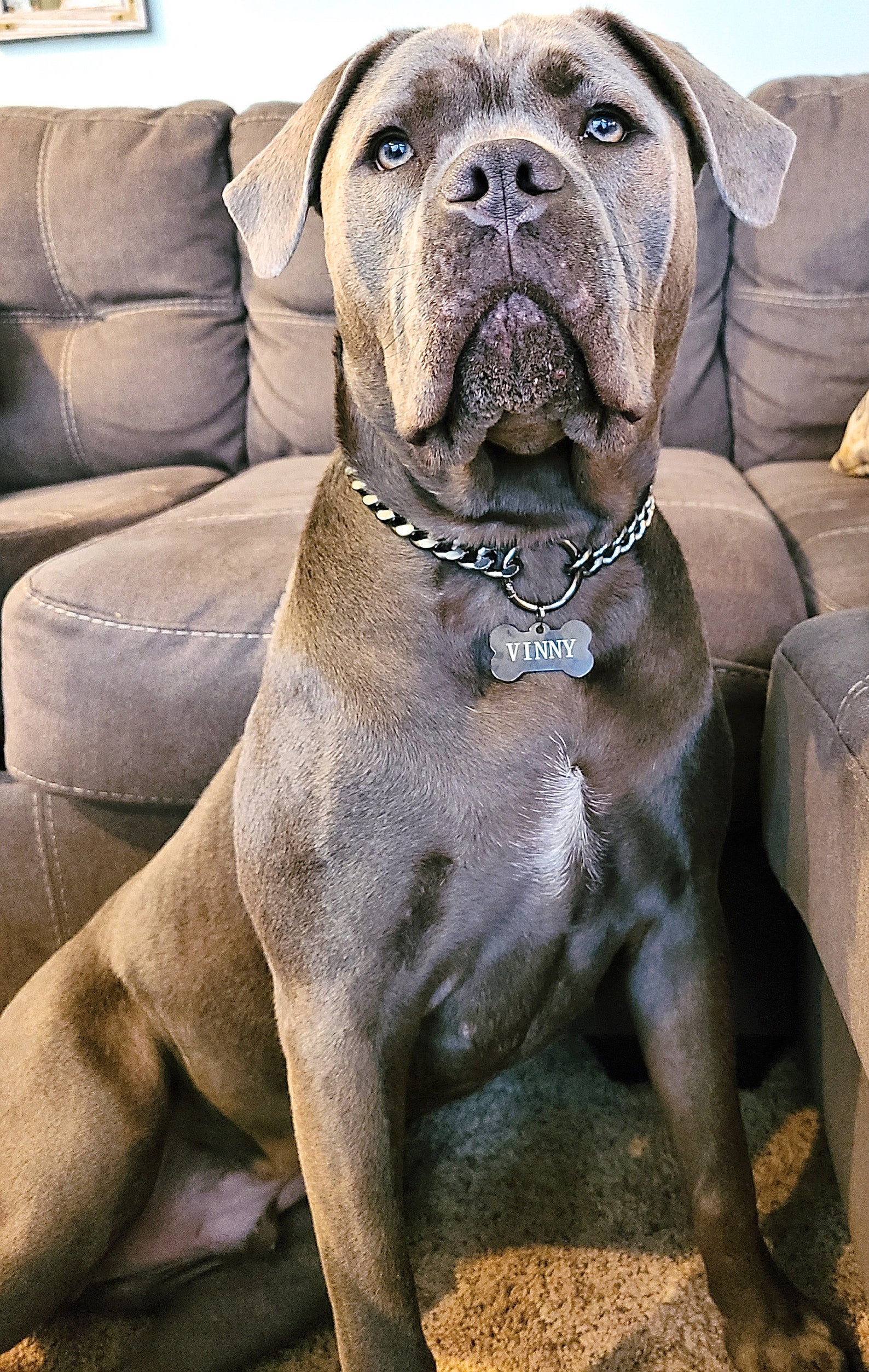 Chain Dog Collar, Large Cuban Link Dog Necklace, Lightweight Dog ...