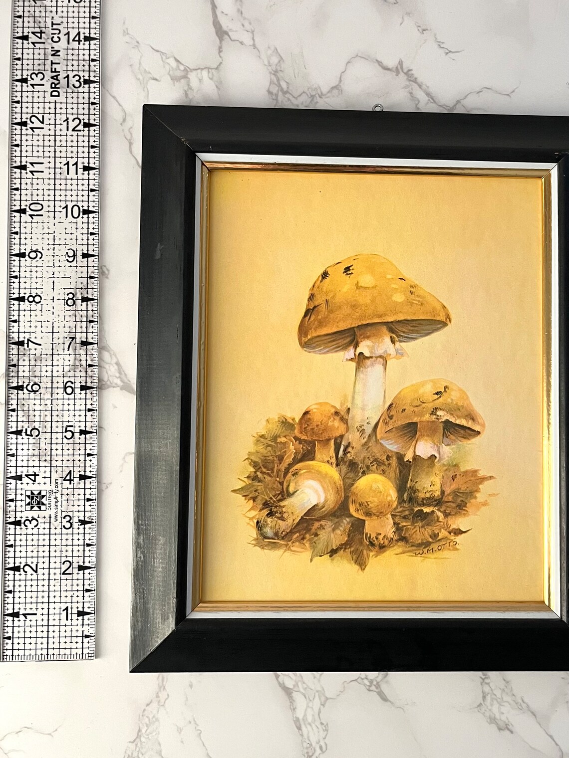 Vintage Framed Mushroom Print by W.M. Otto | 1970s Wall Decor | Gallery ...