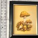 Vintage Framed Mushroom Print by W.M. Otto | 1970s Wall Decor | Gallery ...