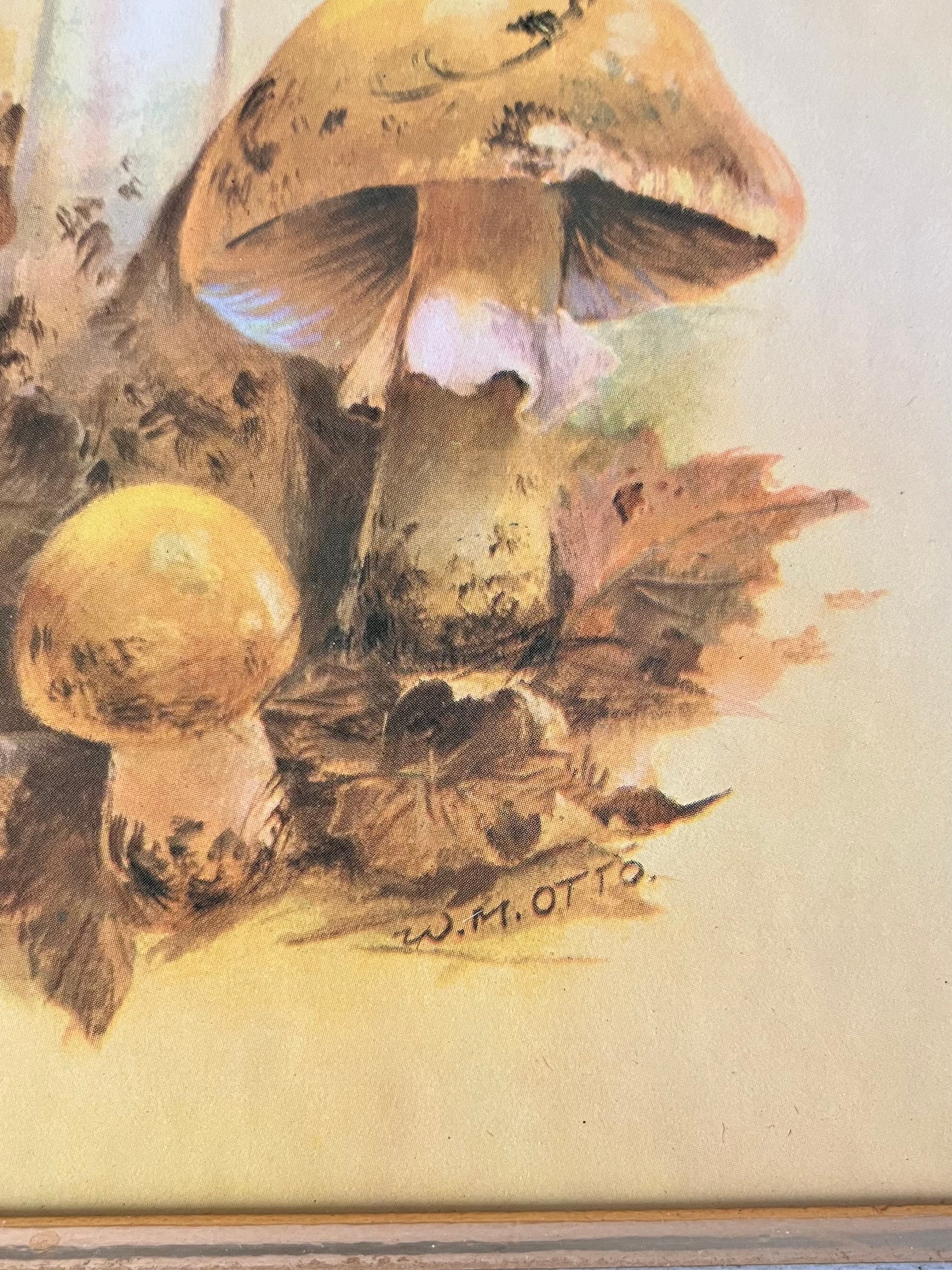 Vintage Framed Mushroom Print by W.M. Otto | 1970s Wall Decor | Gallery ...