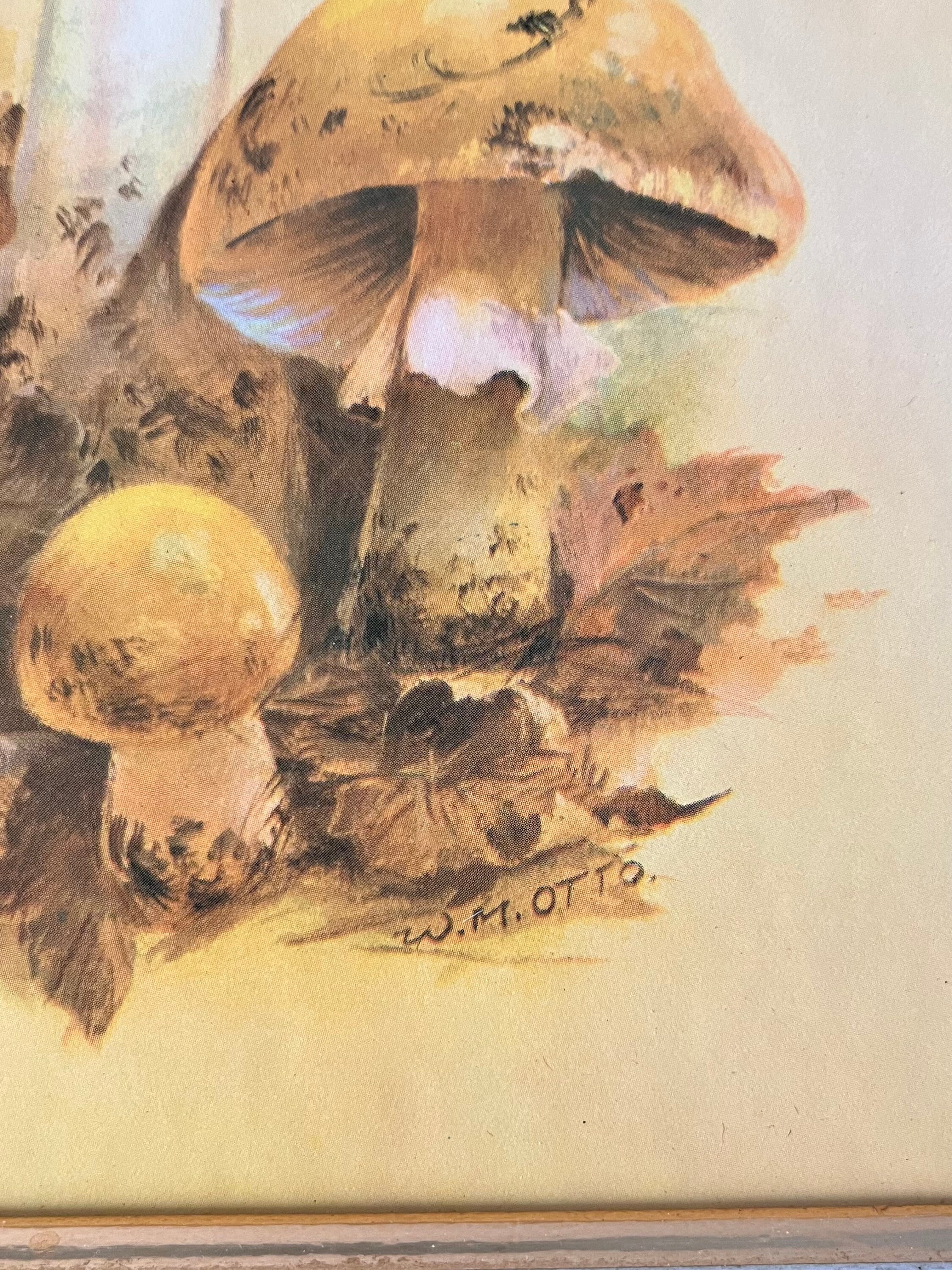 Vintage Framed Mushroom Print by W.M. Otto | 1970s Wall Decor | Gallery ...