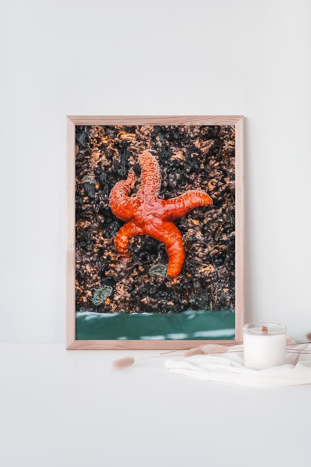 Alaska Orange Starfish, Sitka, AK, Wildlife Nature Photography, Fine ...