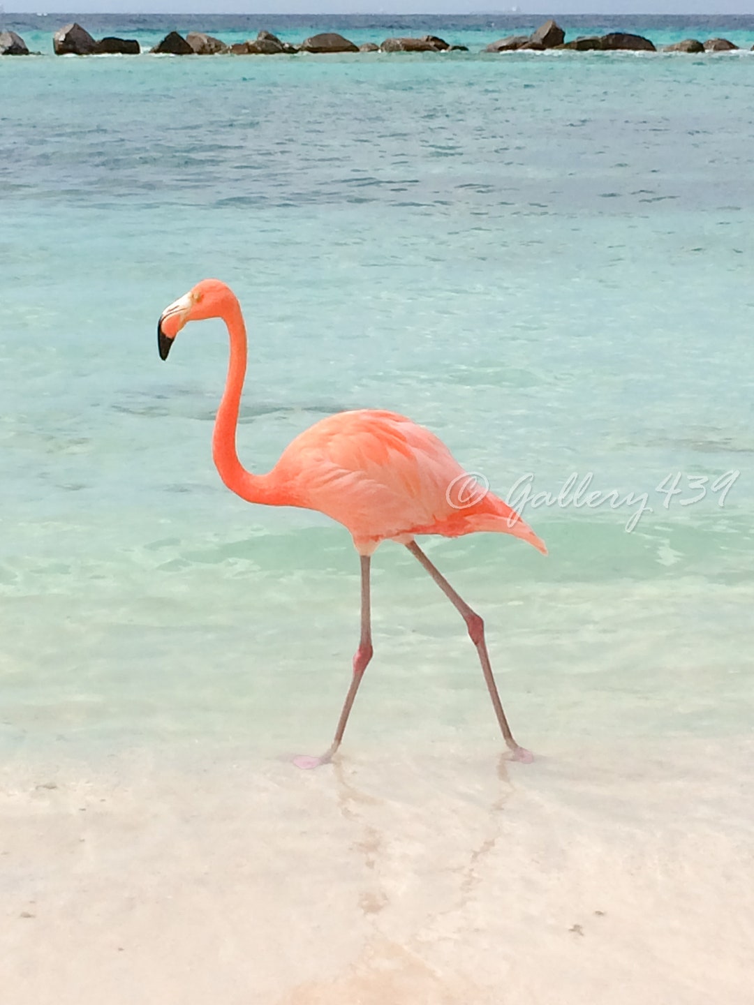 Pink Flamingo Walking on Beach - Carribean Turquoise Water Beach Fine ...
