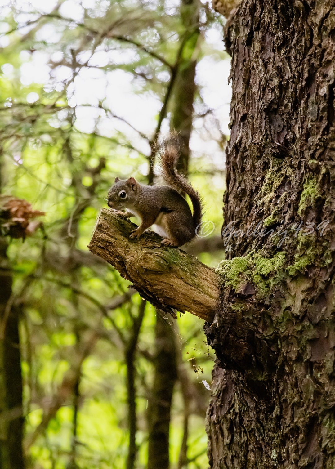 Alaska Baby Red Squirrel #2 Sitka, AK, Wildlife Nature Photography ...