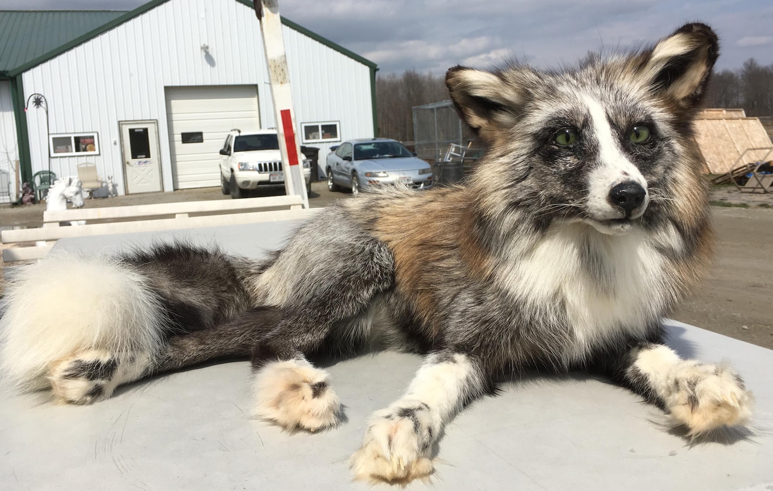 Whitemark Silver Cross Fox Taxidermy Mount - Etsy