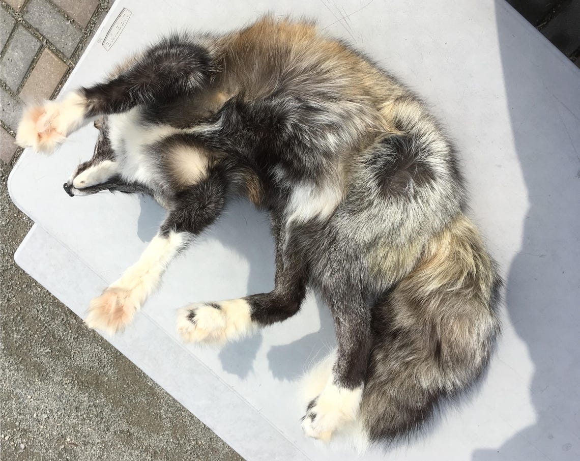 Whitemark Silver Cross Fox Taxidermy Mount - Etsy