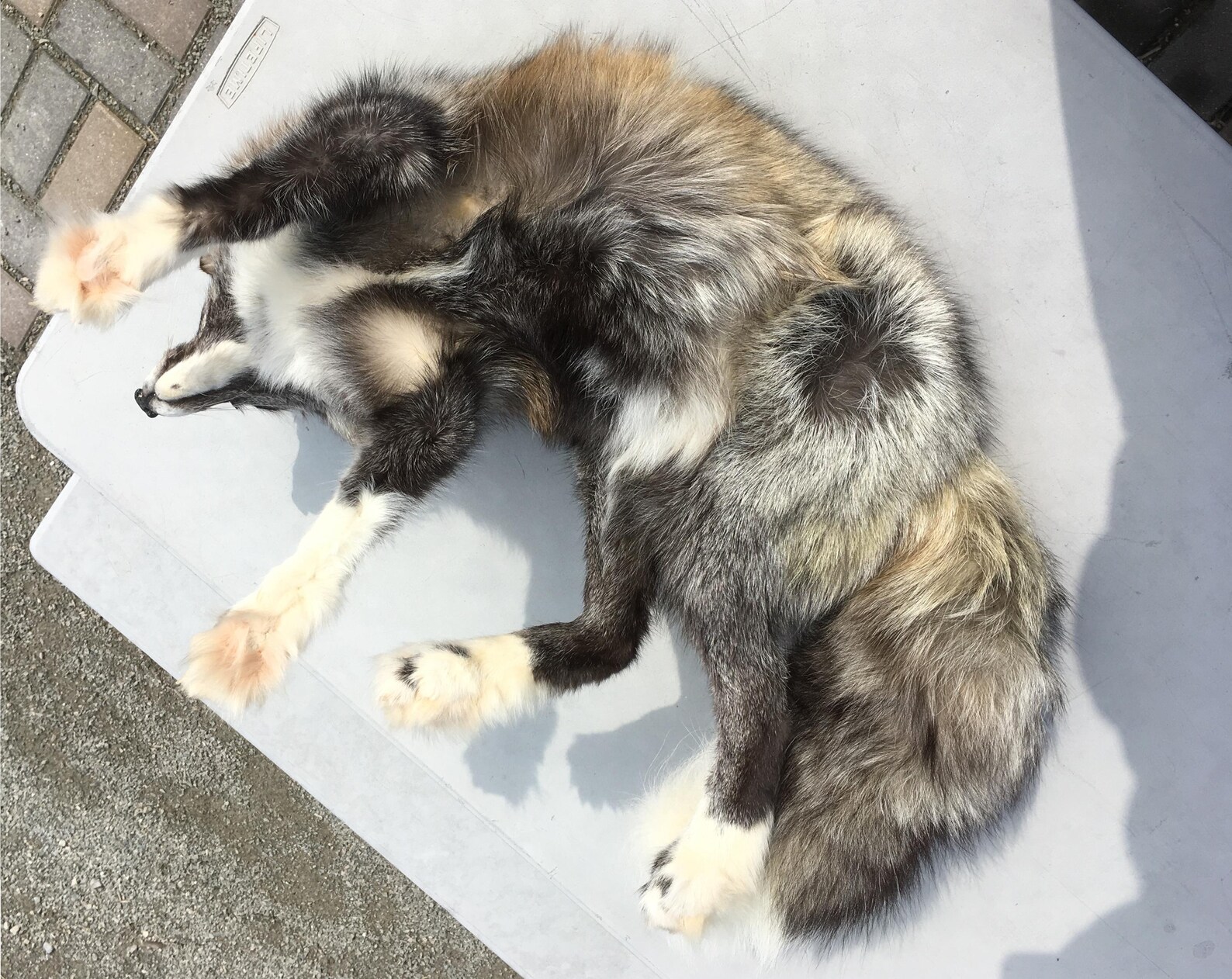 Whitemark Silver Cross Fox Taxidermy Mount - Etsy