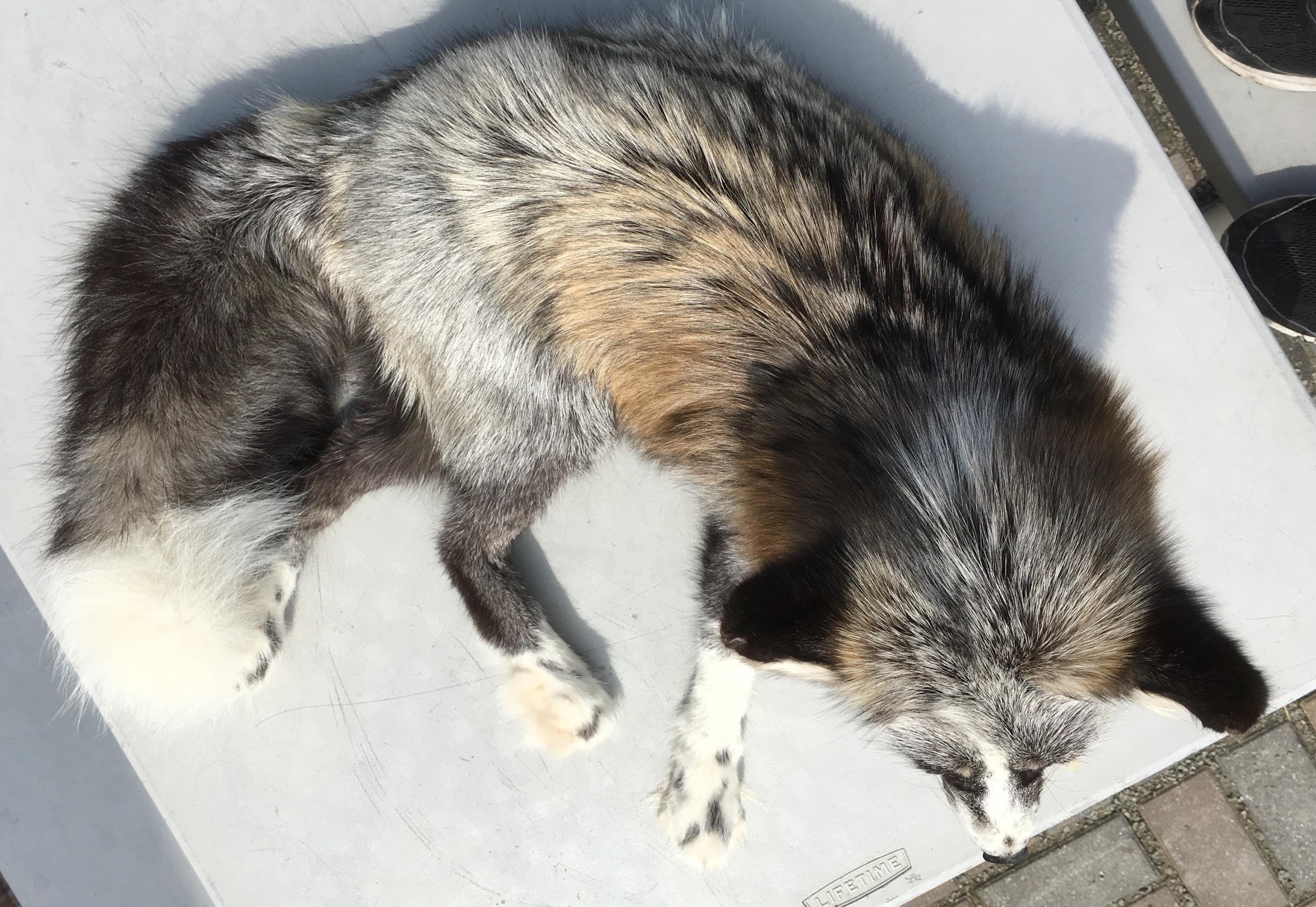 Whitemark Silver Cross Fox Taxidermy Mount - Etsy