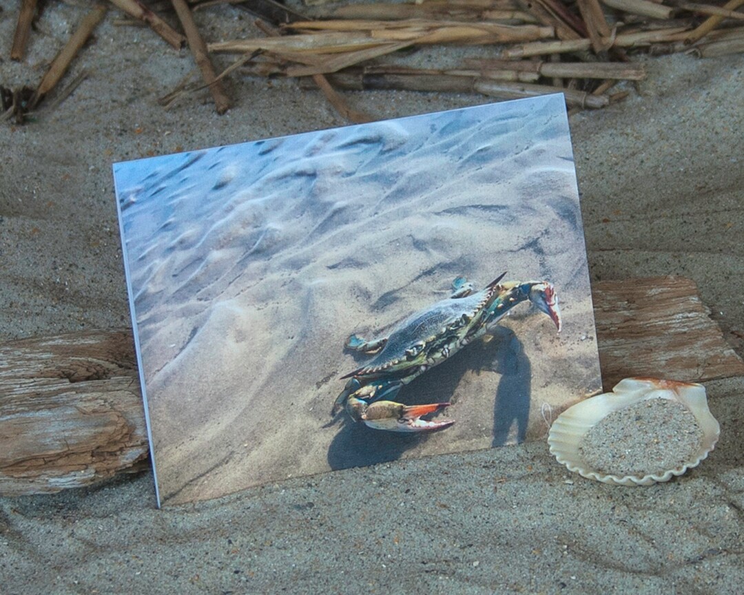 Blue Crab Note Card | Coastal Notecard | Coastal Stationery | Atlantic ...