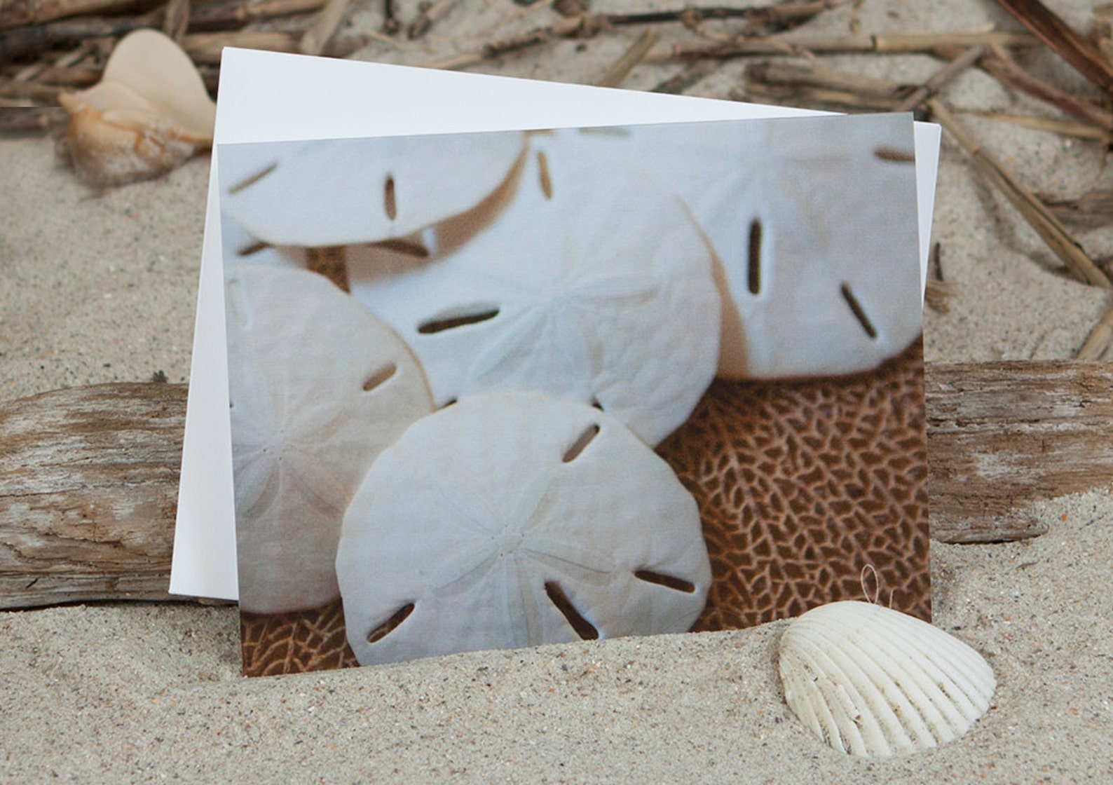 Sand Dollar Notecard | Beach Greeting Card | Coastal Note Card ...