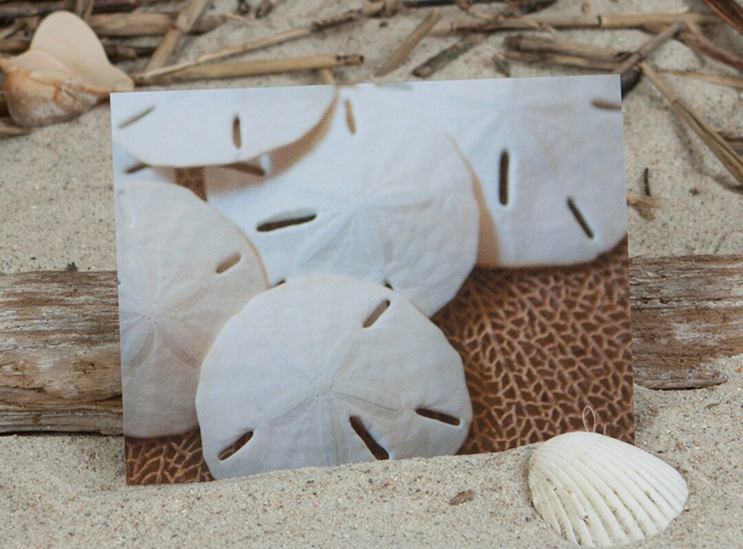 Sand Dollar Notecard | Beach Greeting Card | Coastal Note Card ...