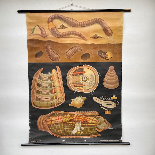 Vintage School Chart - Etsy