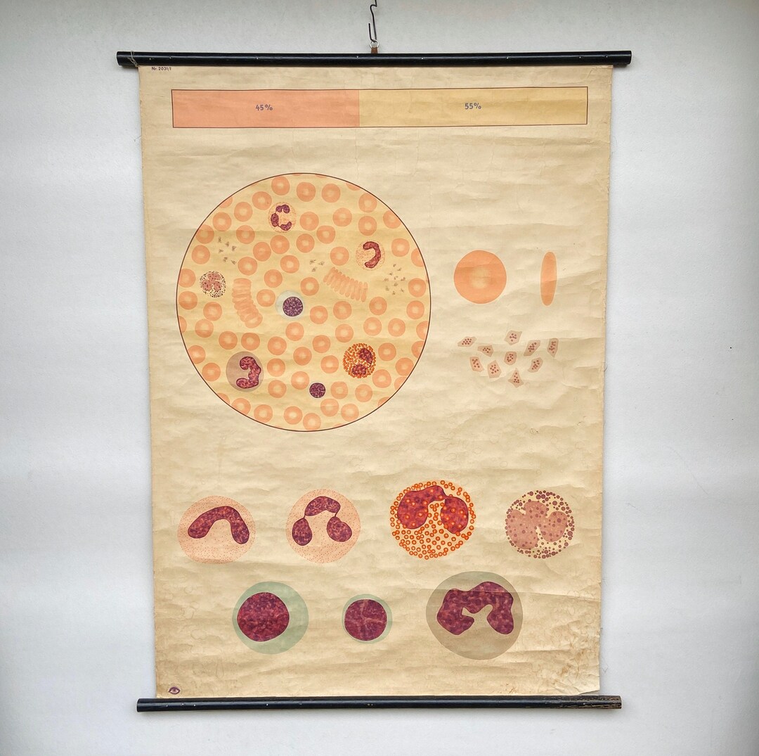 Vintage Medical Educational Wall Poster / Pull Down Canvas Biology ...