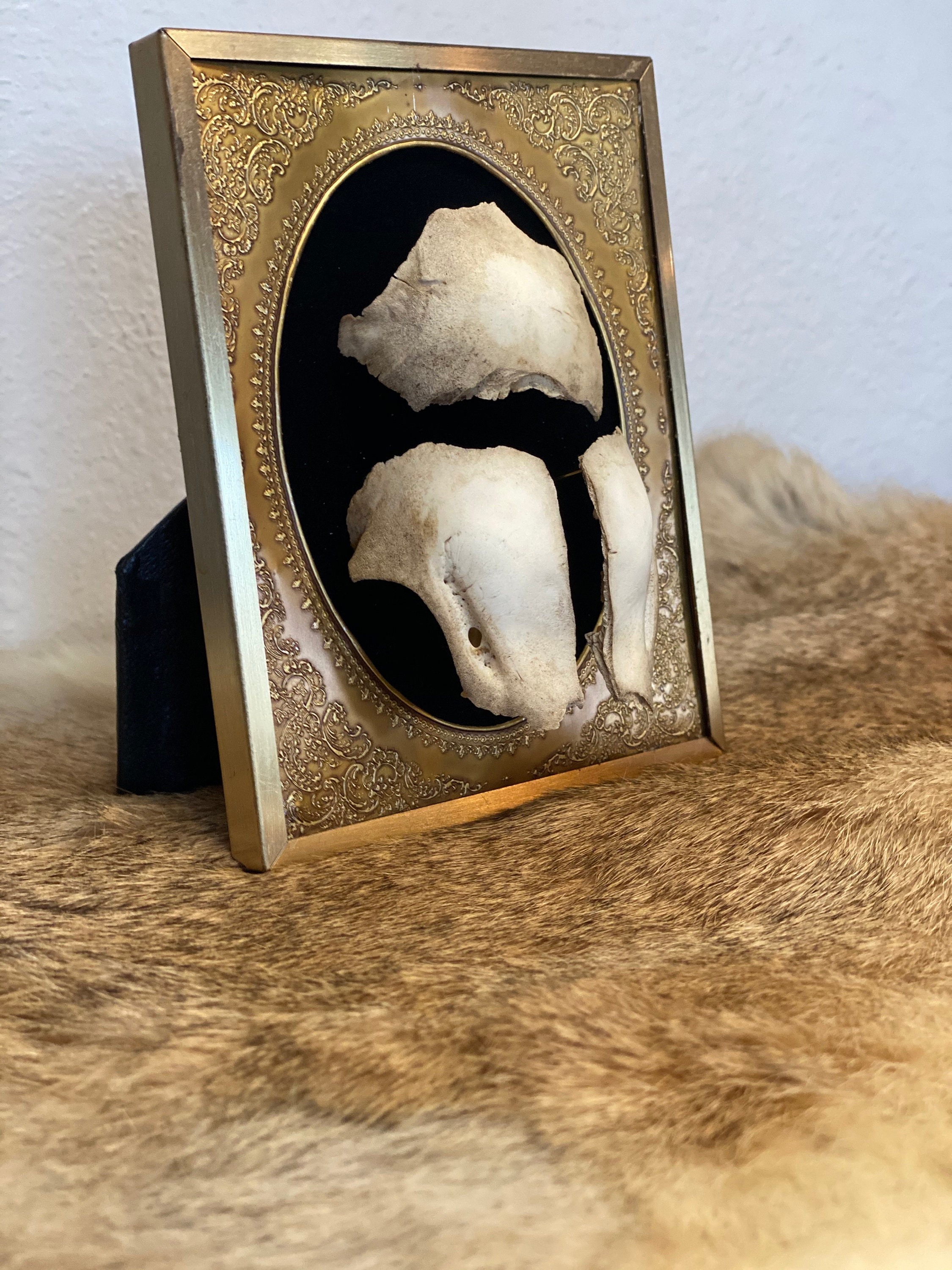 Framed Exploding Deer Skull Fawn - Etsy