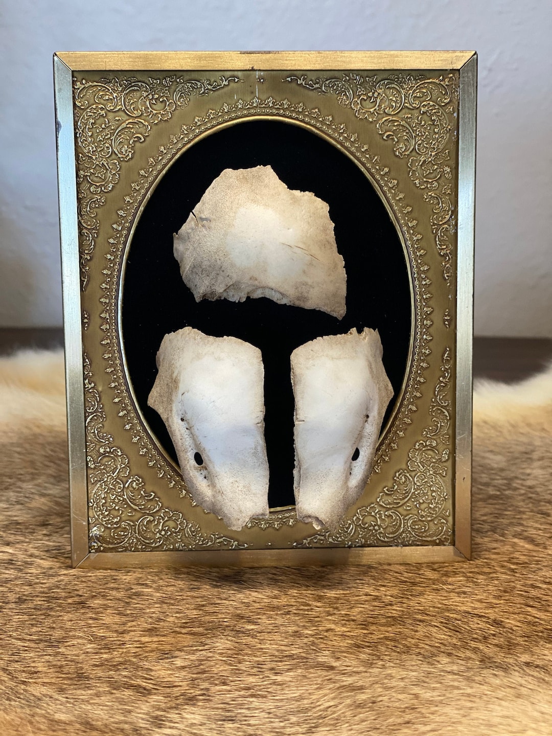 Framed Exploding Deer Skull Fawn - Etsy