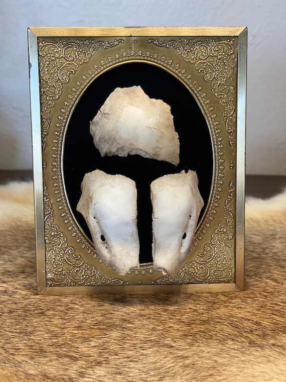 Framed Exploding Deer Skull Fawn - Etsy