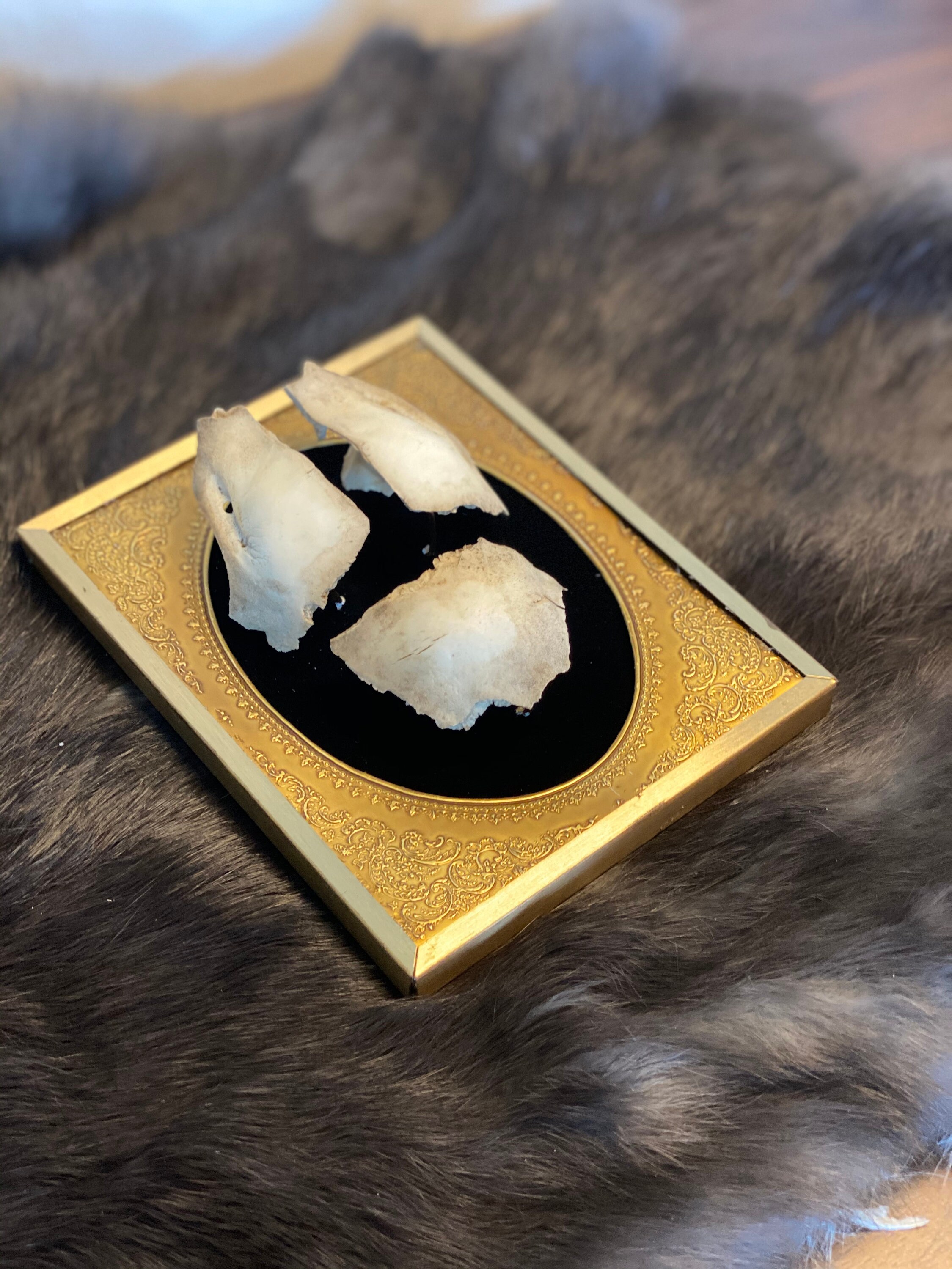 Framed Exploding Deer Skull Fawn - Etsy