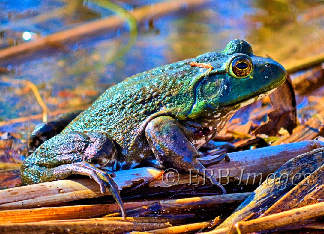 Bull Frog - Fine Art Nature Photography - Home Decor - DIGITAL DOWNLOAD ...