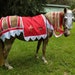 Destrier Horse Costume Medieval Barding Costume Equine Jousting ...