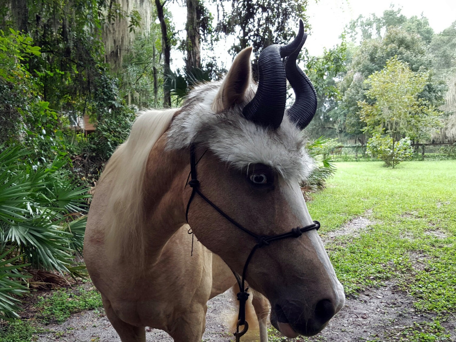 Rare Mutant Addax Horse Horns Hat Antelope Horns for Horse - Etsy