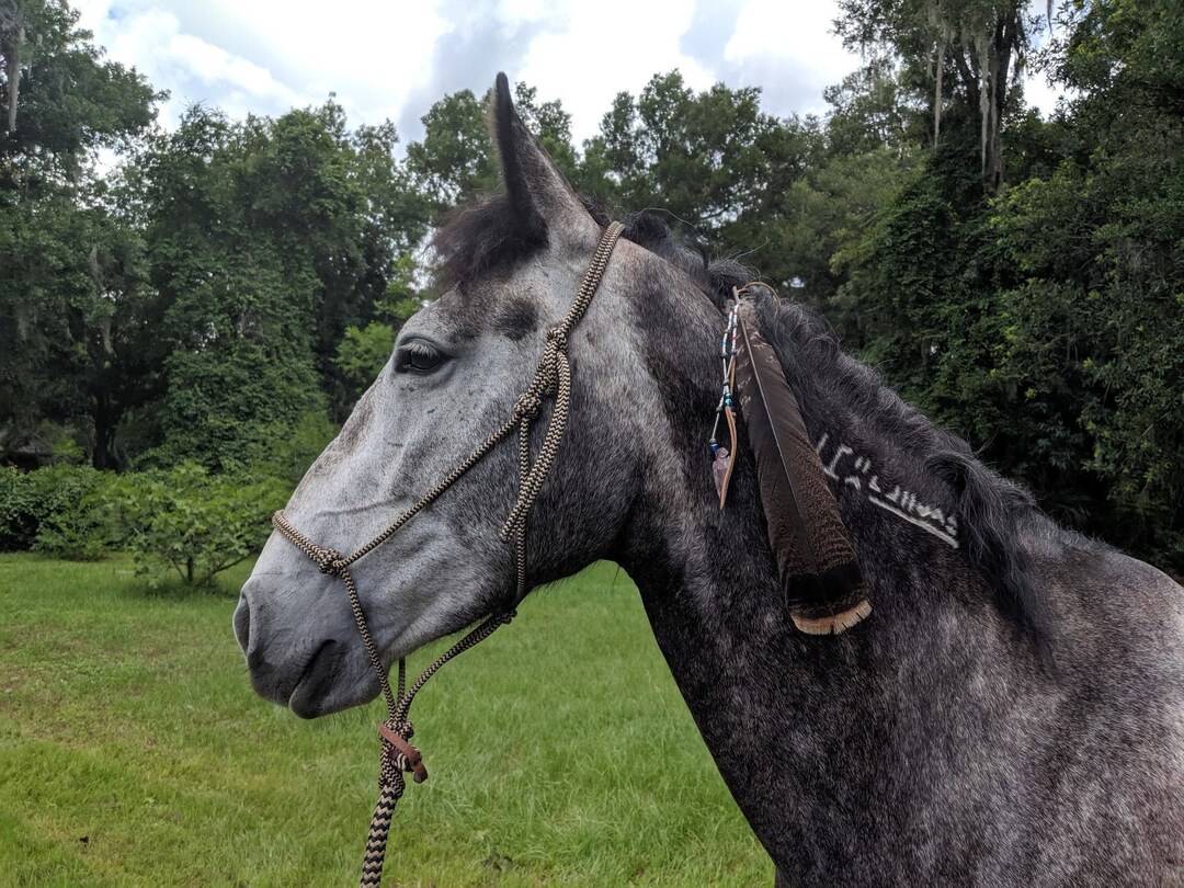 Arrowhead Coup Feather Equine Mane, Tail or Hair Ornament Feather Horse ...