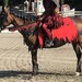 Crinet Crest of Neck Foam Armor for Horses or Ponies Criniere Medieval ...