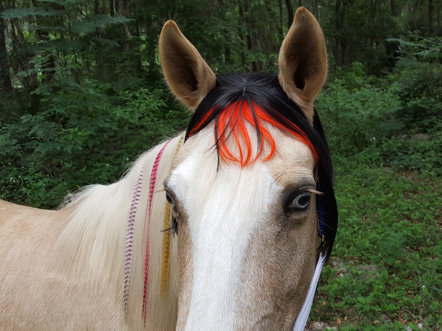Horses With Wigs