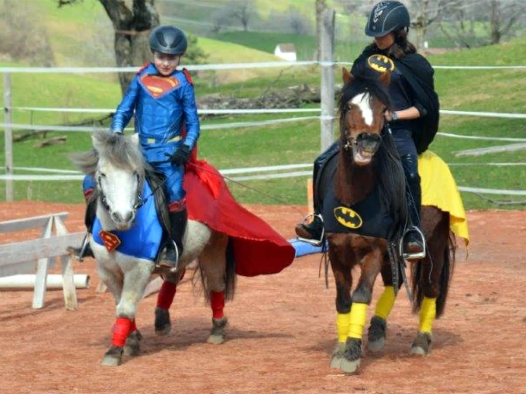 Batman Equine Costume Superhero Outfit for Pony Horse or | Etsy