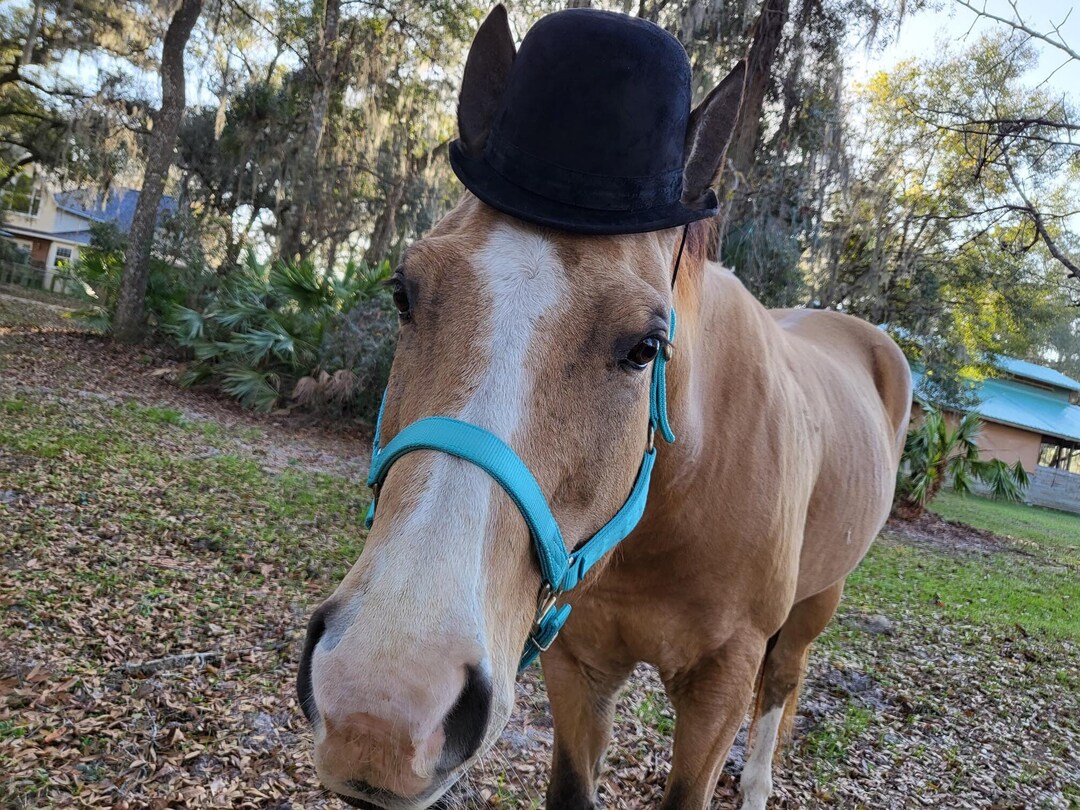 Black or Brown Derby Hat for Horses Equine Hat - Etsy