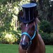 Coachman Top Hat for Horses Foam Equine Formal Hat for - Etsy