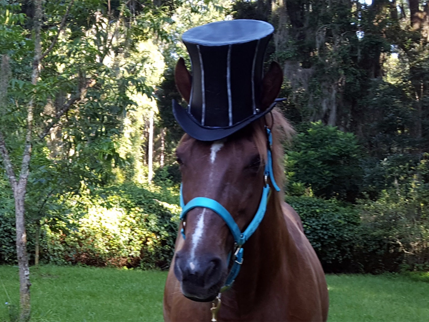 Coachman Top Hat for Horses Foam Equine Formal Hat for | Etsy