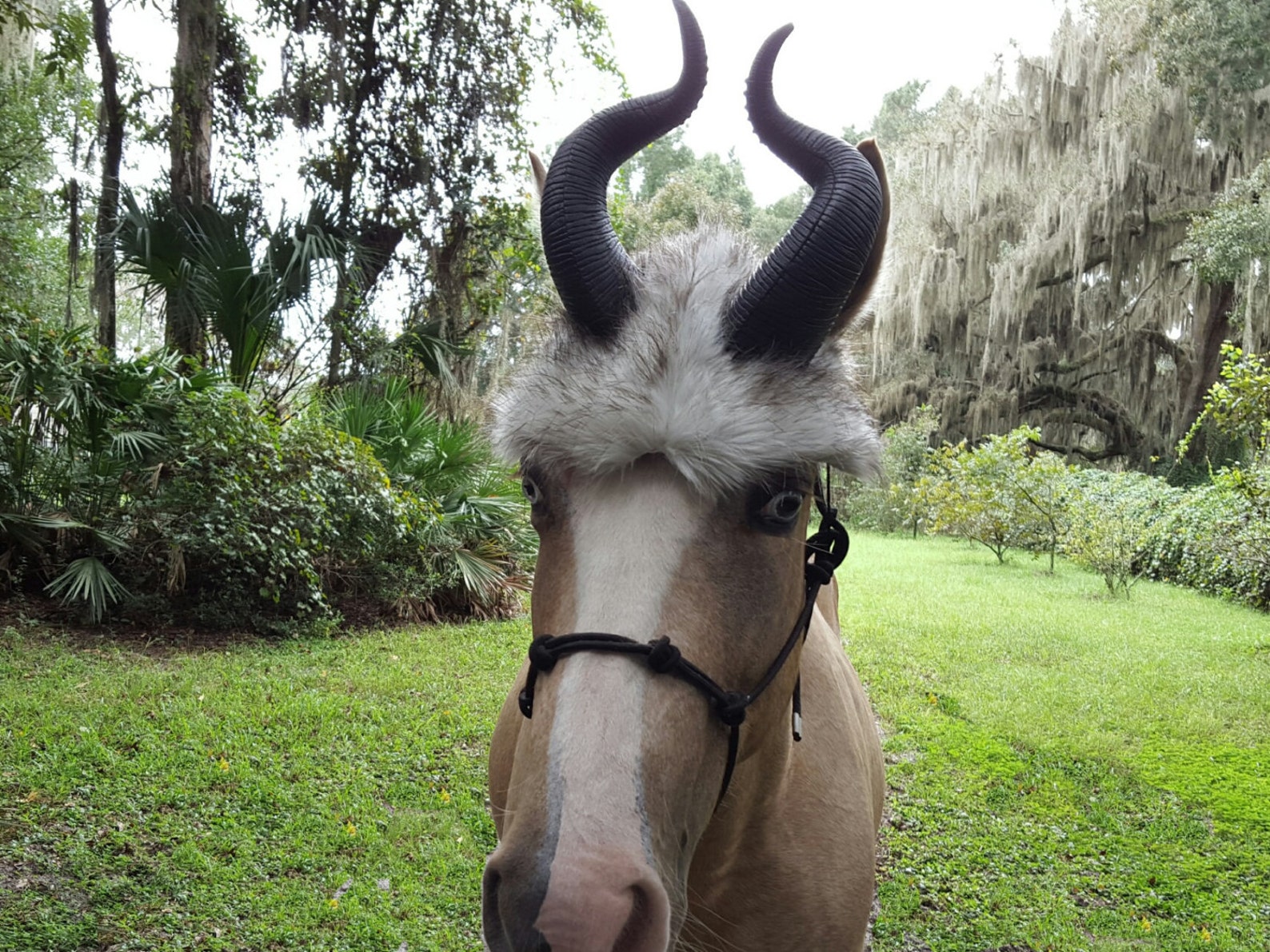 Rare Mutant Addax Horse Horns Hat Antelope Horns for Horse - Etsy