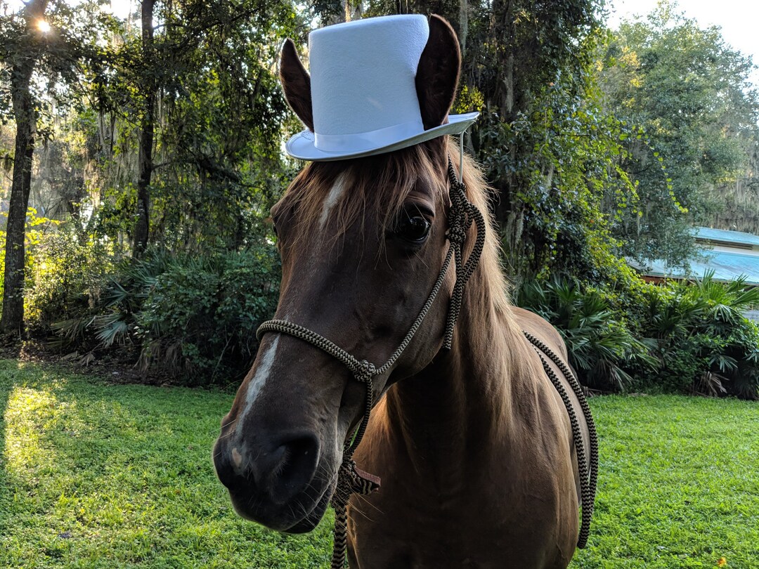 Top Hat for Horses in White, Black, Sky Blue, Royal Blue, Red, Caramel ...
