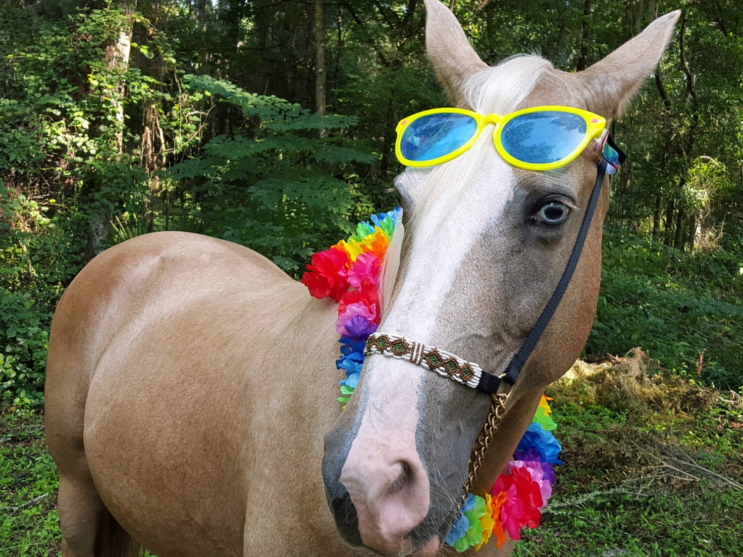 Aloha Beach Costume for Drafts Horses or Ponies Colorful - Etsy