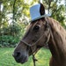 Top Hat for Horses in White, Black, Sky Blue, Royal Blue, Red, Caramel ...