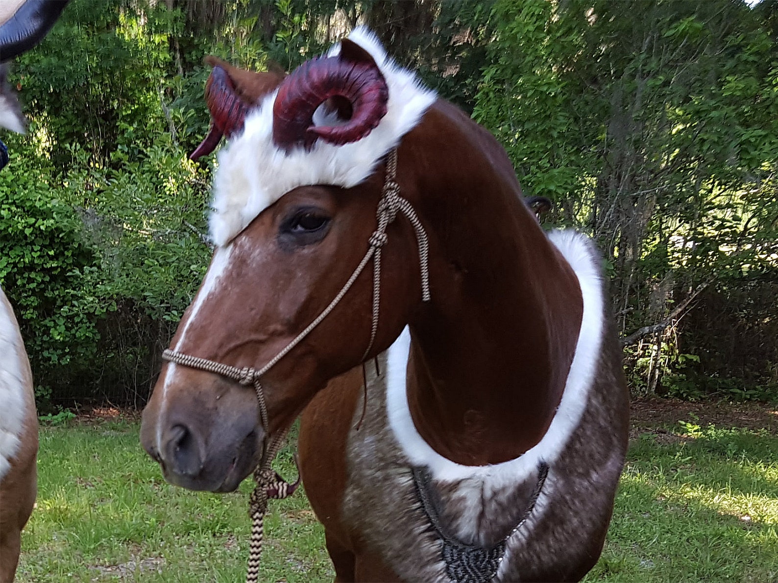 Satyr Horse Horns Rams Horns for Horses With Choice of Faux | Etsy