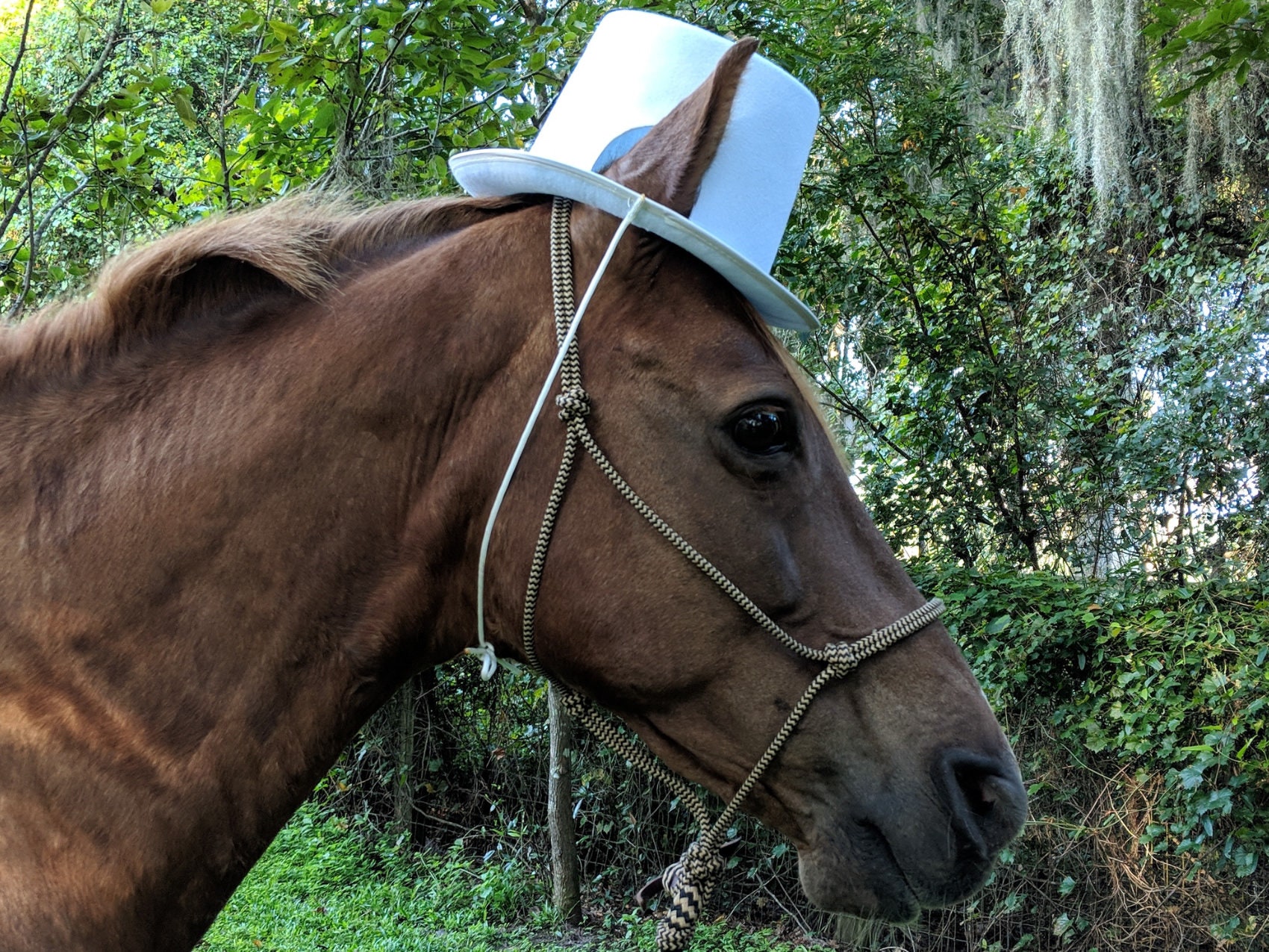 Top Hat for Horses in White Black Sky Blue Red Caramel | Etsy