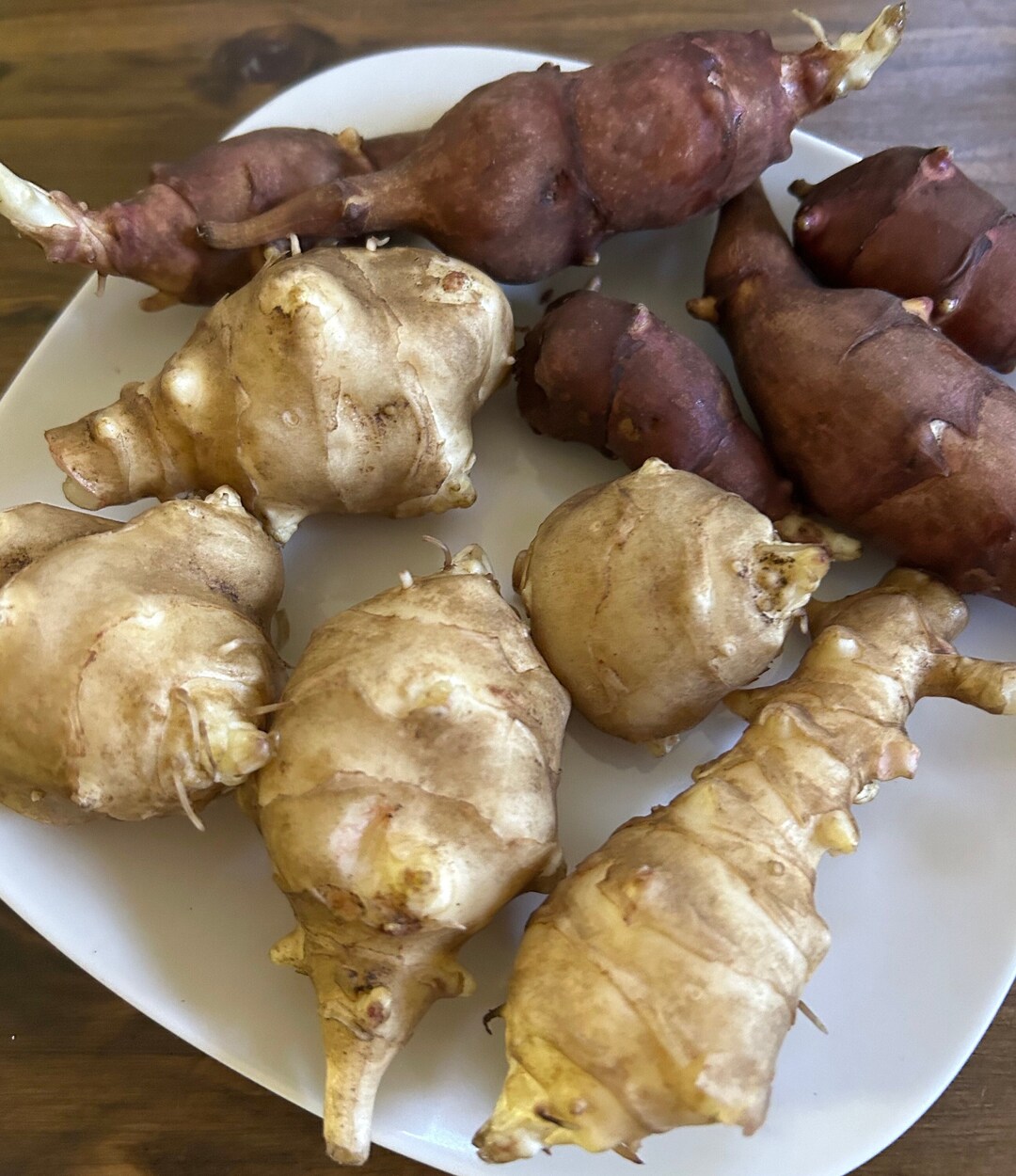 12 Jerusalem Artichoke Sunchoke Tubers for Planting, Red, White, or Mix ...