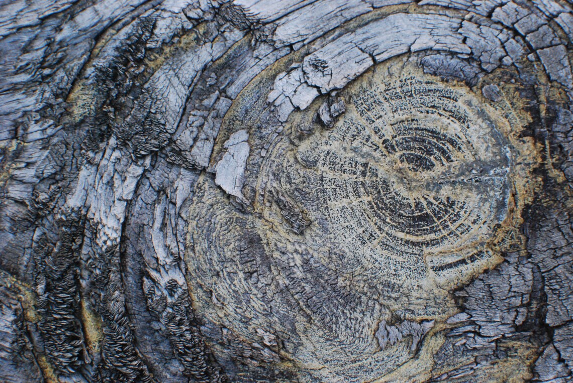 Tree Rings - Etsy