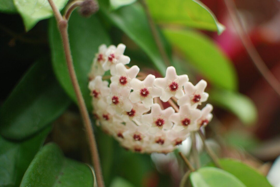 White Penta Photo - Etsy