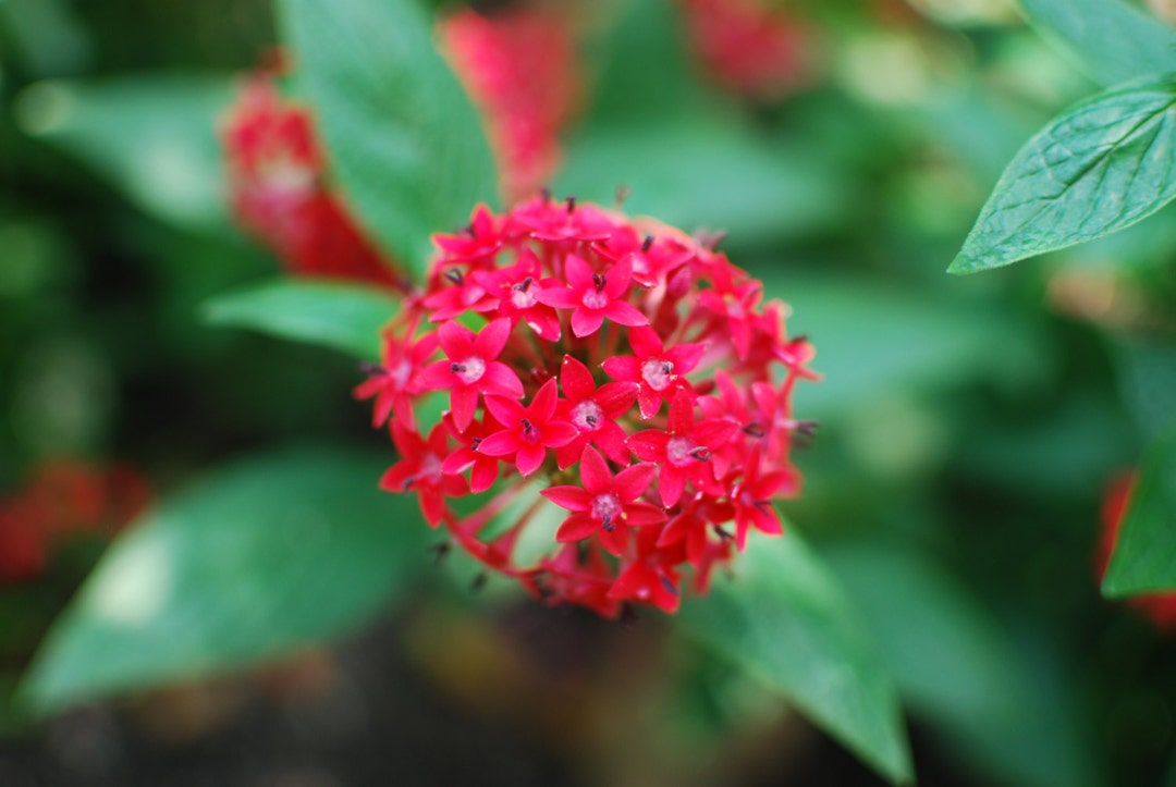 Red Pinta Photo - Etsy