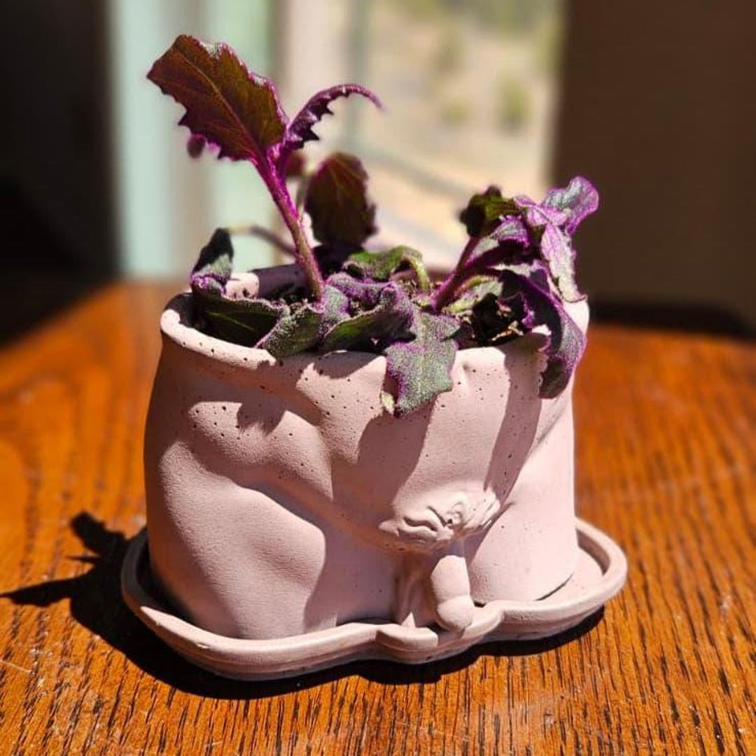 Handmade Concrete Penis Pot – 2" Unique Succulent Planter Gift - Etsy