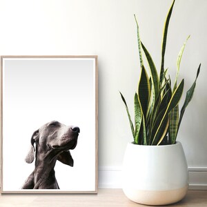 Dog Pet Digital Print, Digital Download, Printable Wall Art Print ...