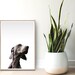 Dog Pet Digital Print Digital Download Printable Wall Art - Etsy