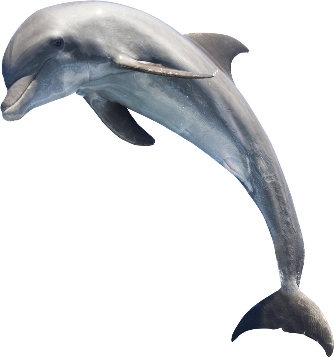 Dolphin Sticker Self Adhesive Vinyl - Etsy