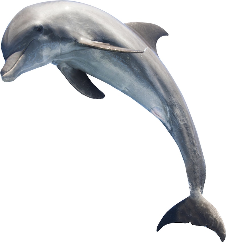 Dolphin Sticker Self Adhesive Vinyl - Etsy