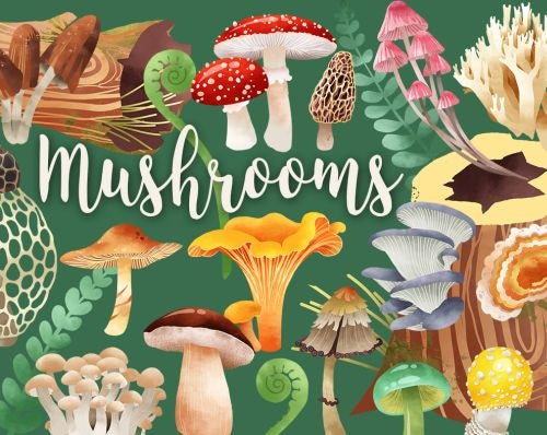 Watercolor Mushroom Clipart: Fungi Illustration (PNG Instant Download ...